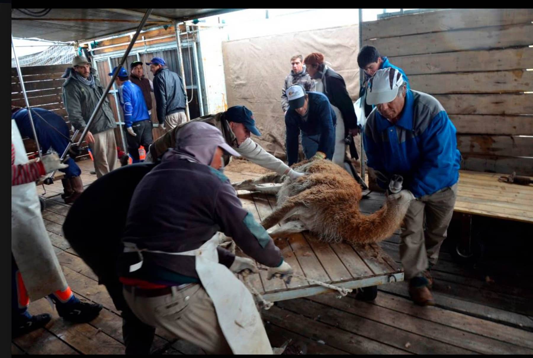 Argentina’s Textile Crusader - Guanaco Wool | The Craftsmanship Initiative