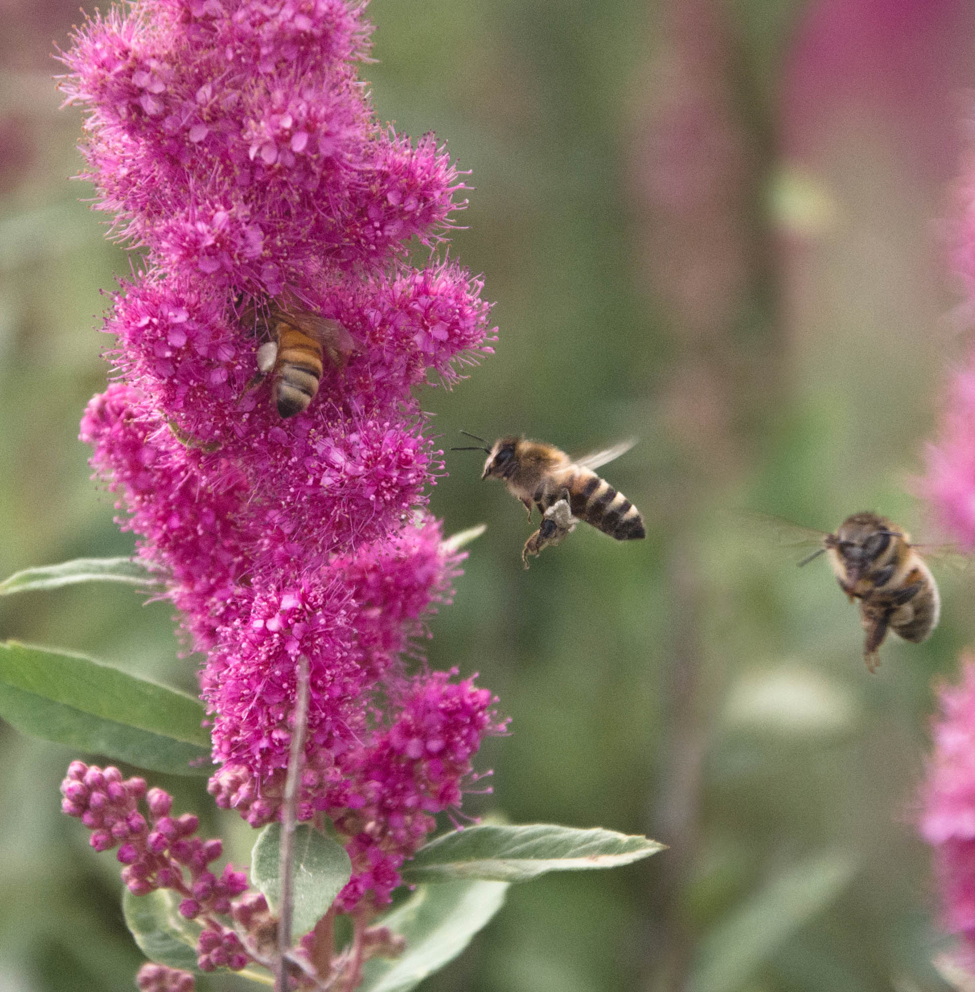 Greece’s Secret to Perfect Honey | The Craftsmanship Initiative