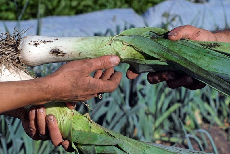 Cultivating Craftsmanship | Craftsmanship Magazine